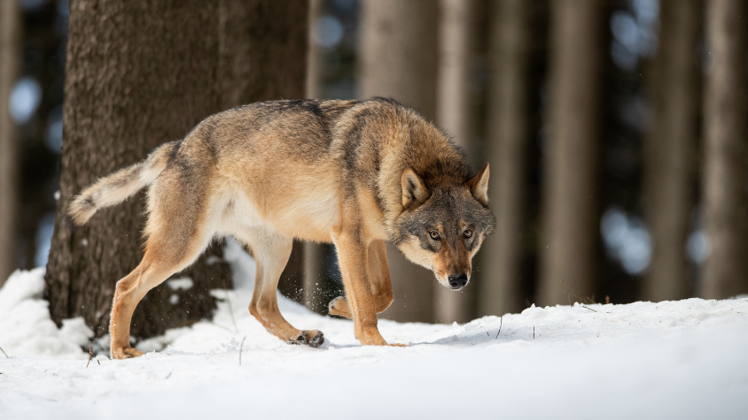 Rückkehr des Wolfs: Auswirkungen auf Schwäbische Alb
